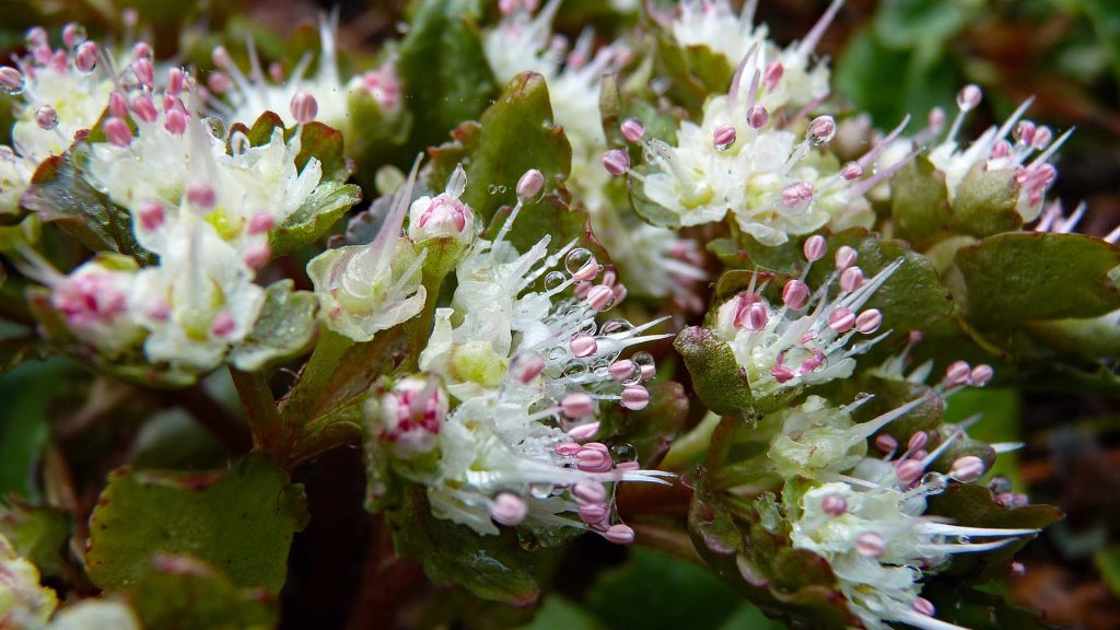 Chrysosplenium macrophyllum